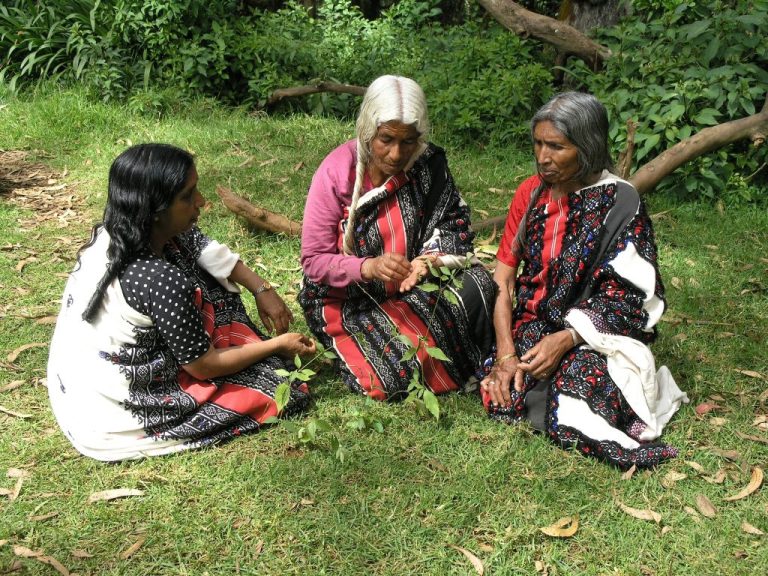 Ethnomedicine Preservation Project – Preserving the medicinal plant ...